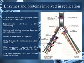 Dna replication | PPT