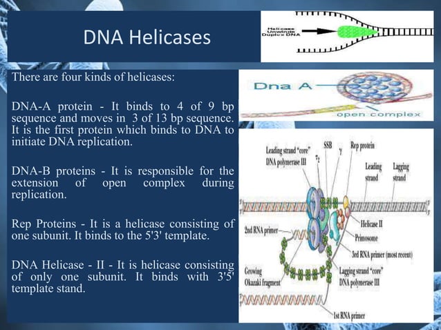 Dna replication | PPT