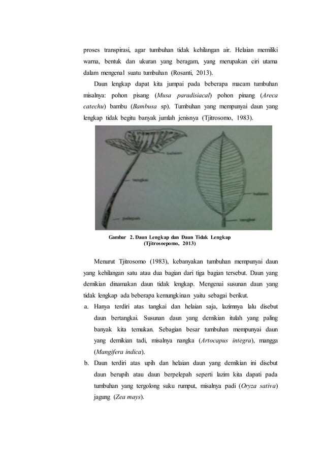 morfologi daun | PDF