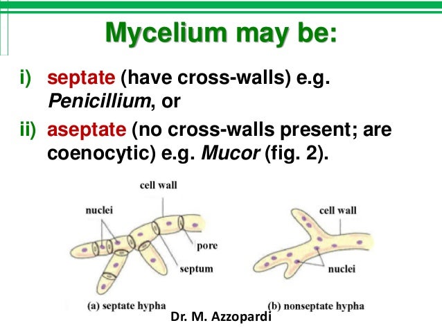 Diagram Diagrams Of Septate And Aseptate Fungi Mydiagramonline