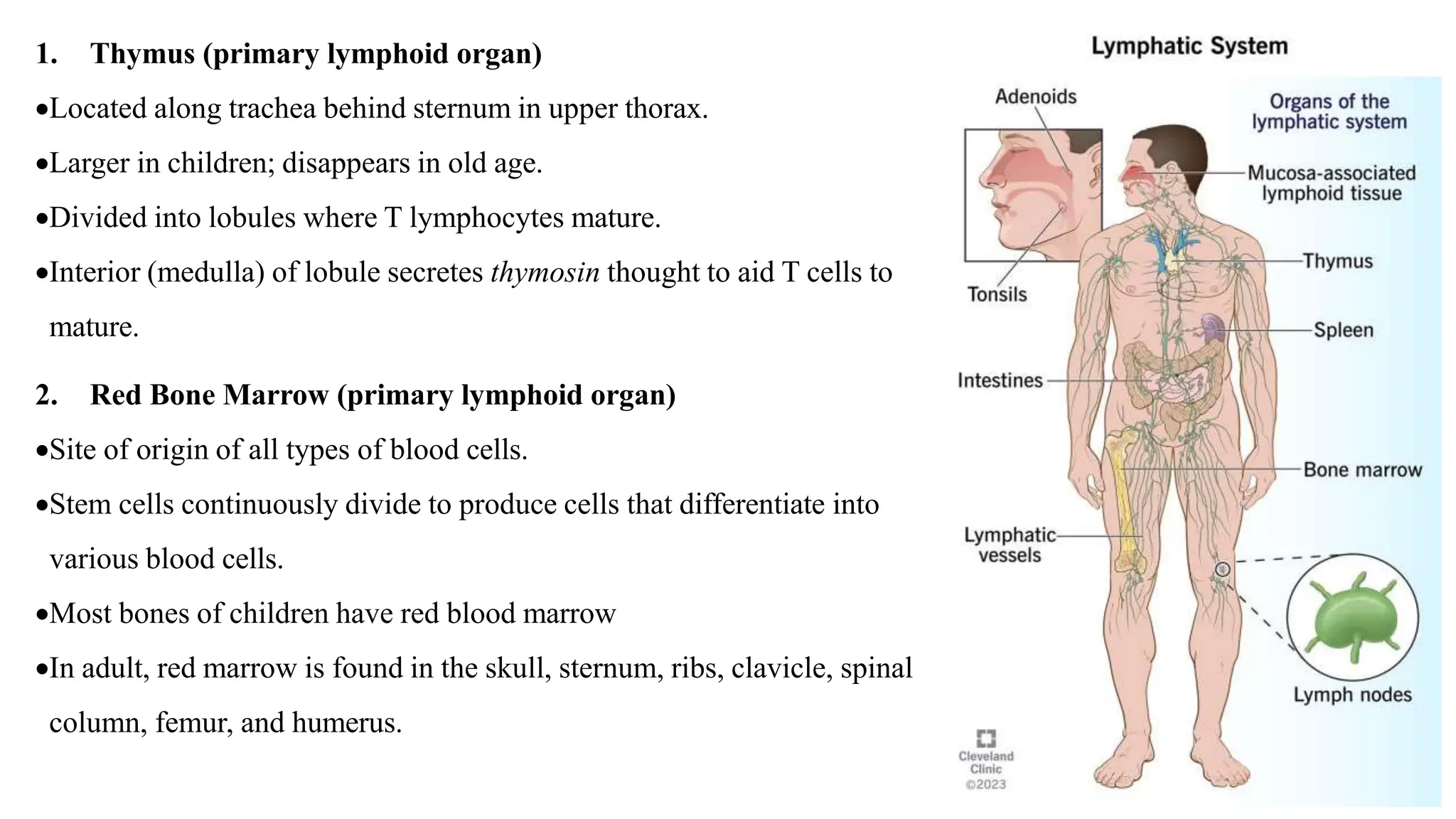 (1) Definition of immunity at an advanced level.pptx
