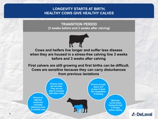 Why you should care about extending the lifetime of your dairy cows | PPT