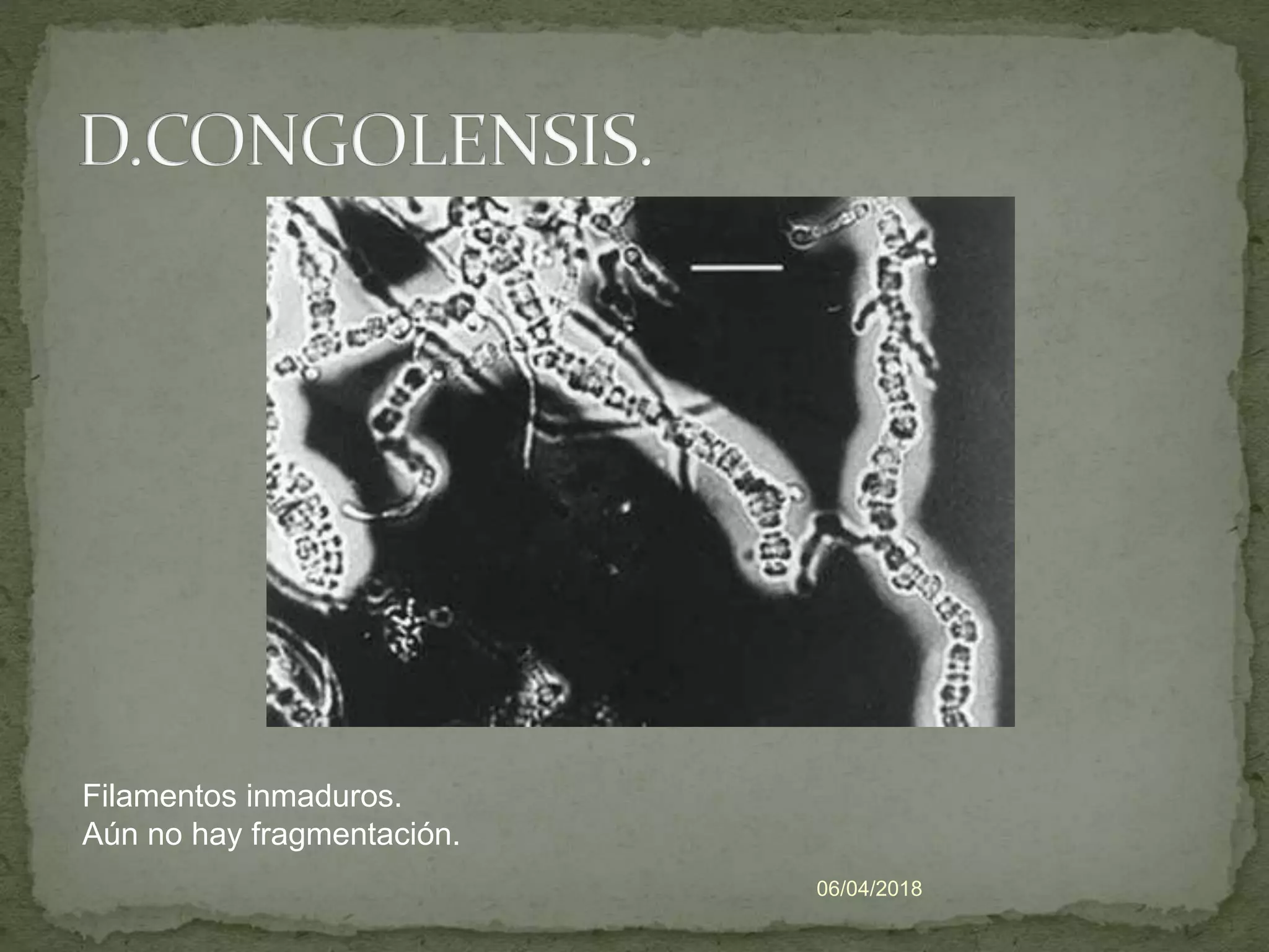 dermatophiulus congolensis- dermatofilosis | PPTX
