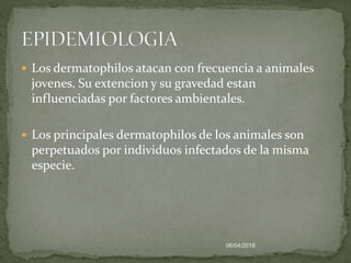dermatophiulus congolensis- dermatofilosis | PPTX