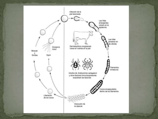 dermatophiulus congolensis- dermatofilosis | PPTX