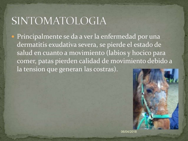 dermatophiulus congolensis- dermatofilosis | PPTX