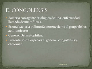dermatophiulus congolensis- dermatofilosis | PPTX