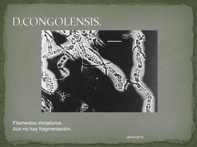 dermatophiulus congolensis- dermatofilosis | PPTX