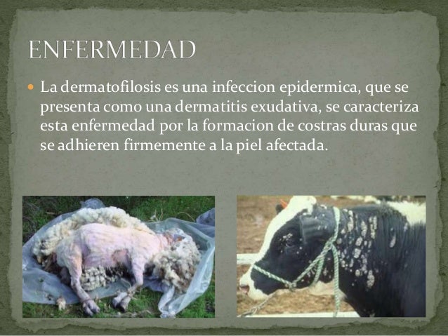 dermatophiulus congolensis- dermatofilosis