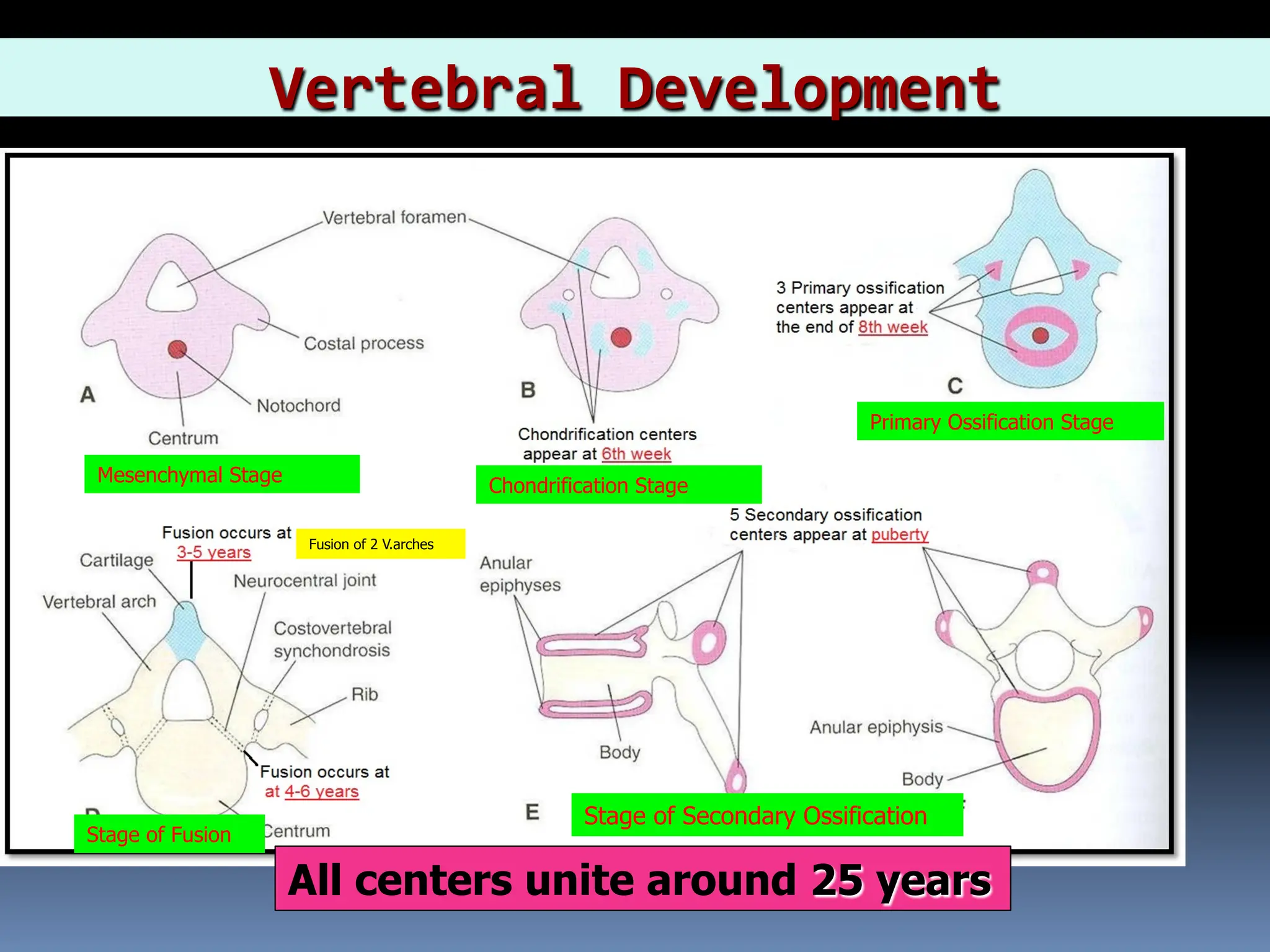 1) Development of Spinal Cord & Vertebral Col. 2017-2018.pdf