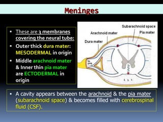 1) Development of Spinal Cord & Vertebral Col. 2017-2018.pdf