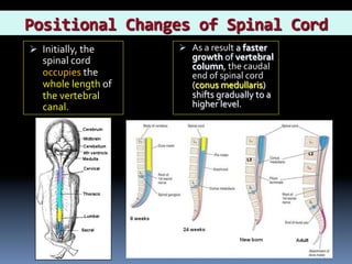 1) Development of Spinal Cord & Vertebral Col. 2017-2018.pdf