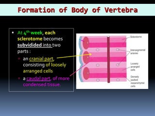 1) Development of Spinal Cord & Vertebral Col. 2017-2018.pdf