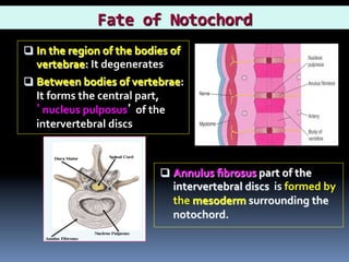 1) Development of Spinal Cord & Vertebral Col. 2017-2018.pdf