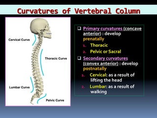1) Development of Spinal Cord & Vertebral Col. 2017-2018.pdf