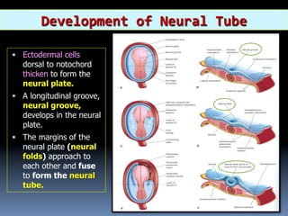 1) Development of Spinal Cord & Vertebral Col. 2017-2018.pdf