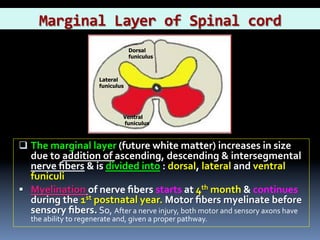 1) Development of Spinal Cord & Vertebral Col. 2017-2018.pdf