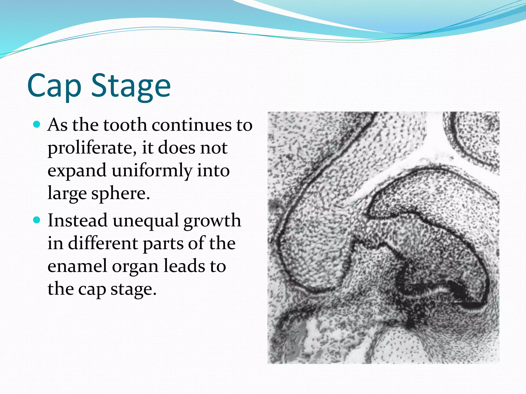 1 Development of teeth.pptx