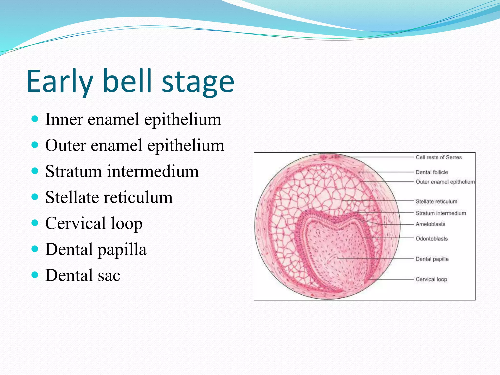 1 Development of teeth.pptx