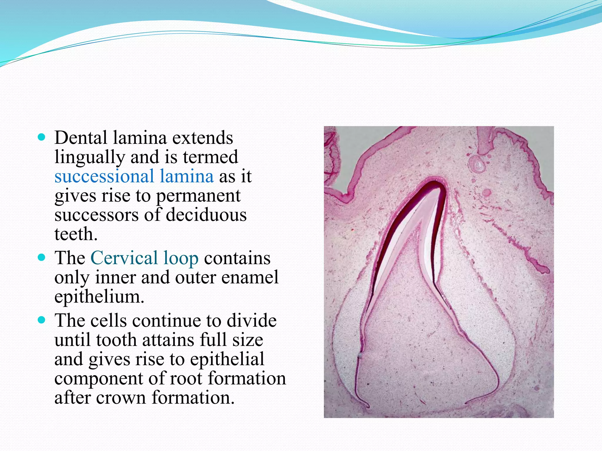 1 Development of teeth.pptx