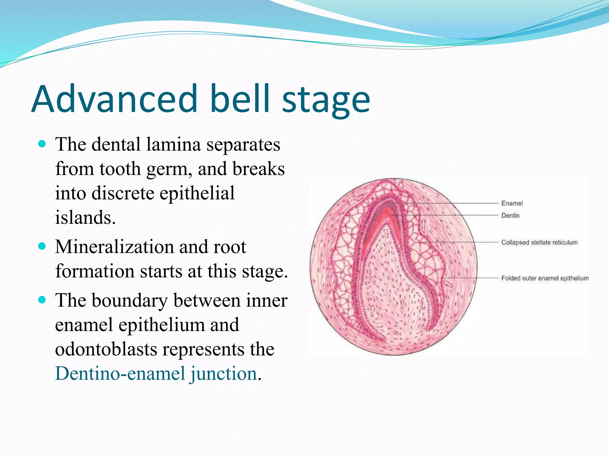 1 Development of teeth.pptx