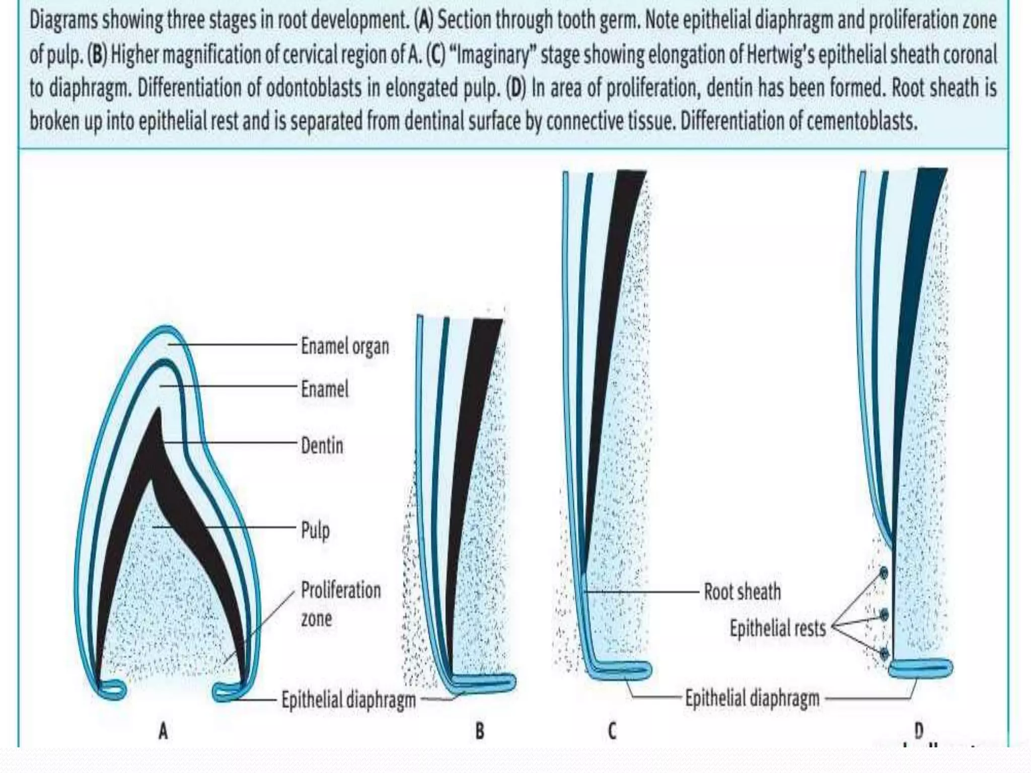 1 Development of teeth.pptx