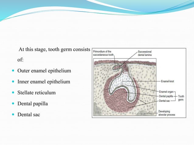 1 Development of teeth.pptx