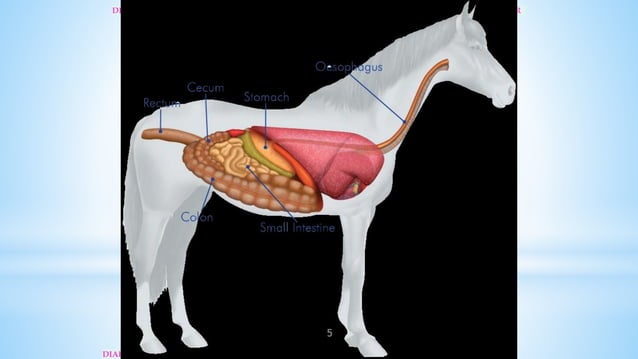 DIABETES IN ANIMALS: CAUSES, DIAGNOSIS AND PHARMACOLOGICAL MANAGEMENT ...