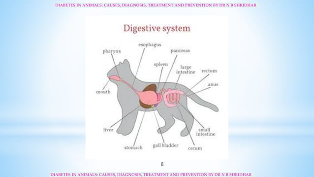 DIABETES IN ANIMALS: CAUSES, DIAGNOSIS AND PHARMACOLOGICAL MANAGEMENT ...
