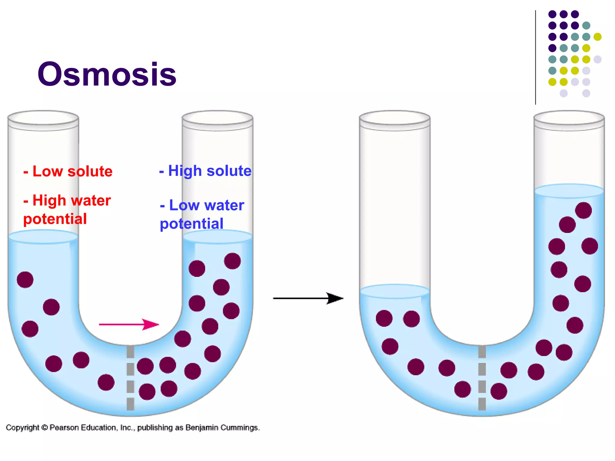 Chapter 3 Movement of Substances Lesson 1 - Diffusion and Osmosis | PPT