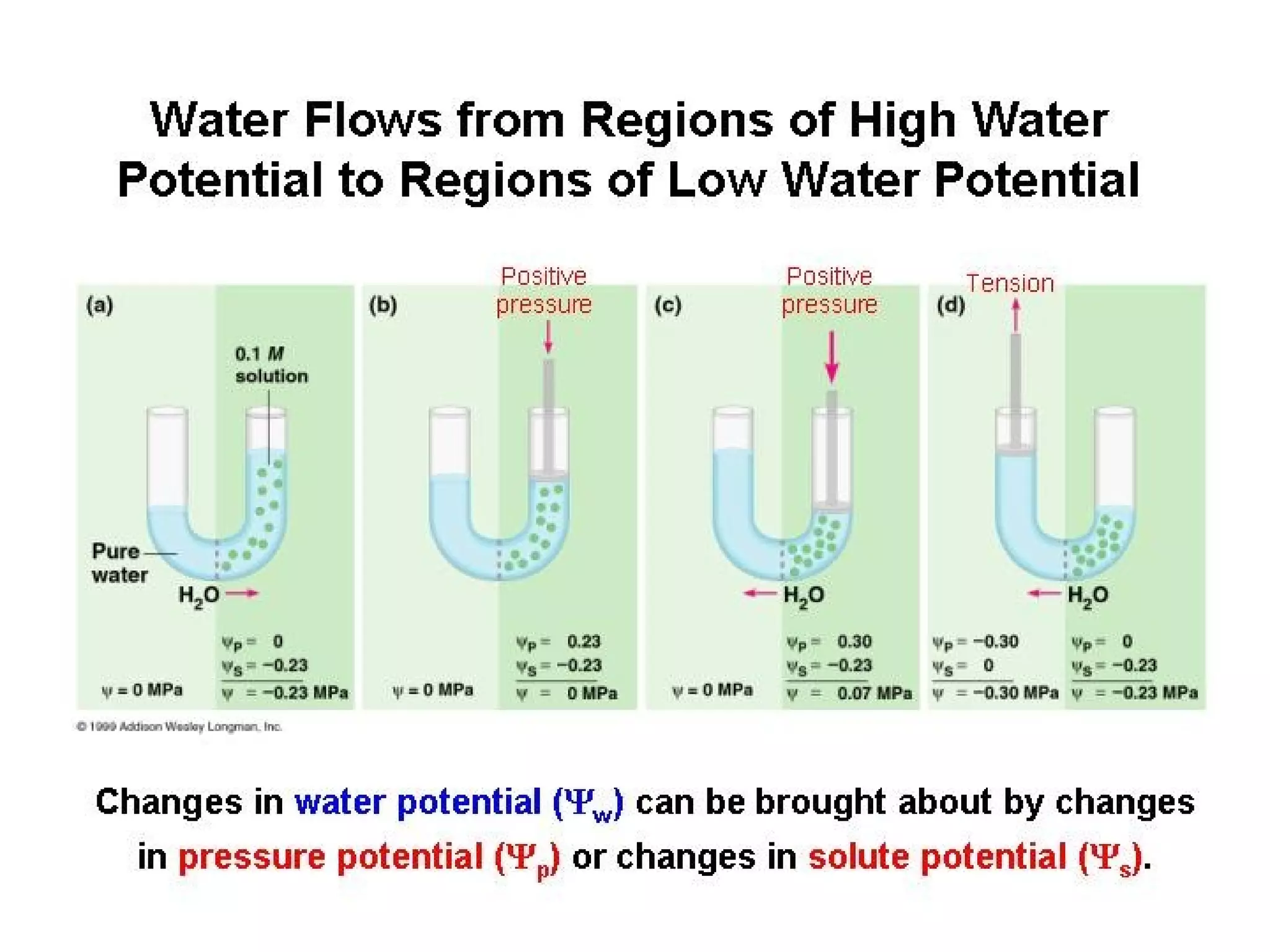 Chapter 3 Movement of Substances Lesson 1 - Diffusion and Osmosis | PPT