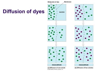Chapter 3 Movement of Substances Lesson 1 - Diffusion and Osmosis | PPT
