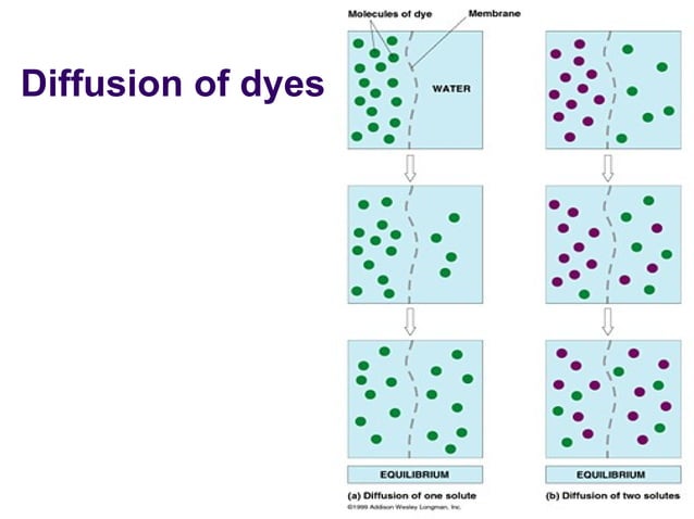 Chapter 3 Movement of Substances Lesson 1 - Diffusion and Osmosis | PPT