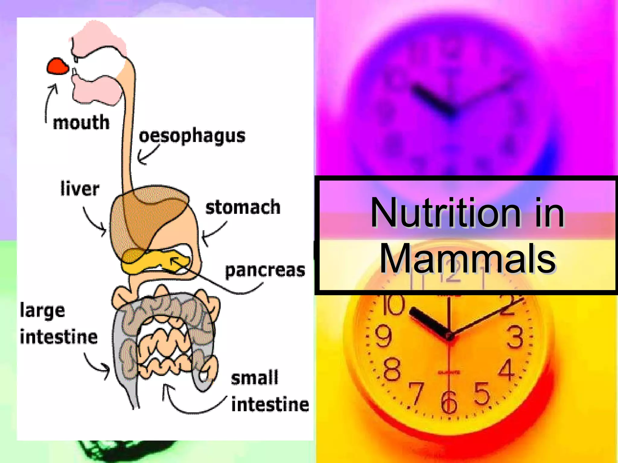 Chapter 6 Nutrition in Humans Lesson 1 - The Need for Digestion | PPT