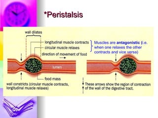 Chapter 6 Nutrition in Humans Lesson 1 - The Need for Digestion | PPT