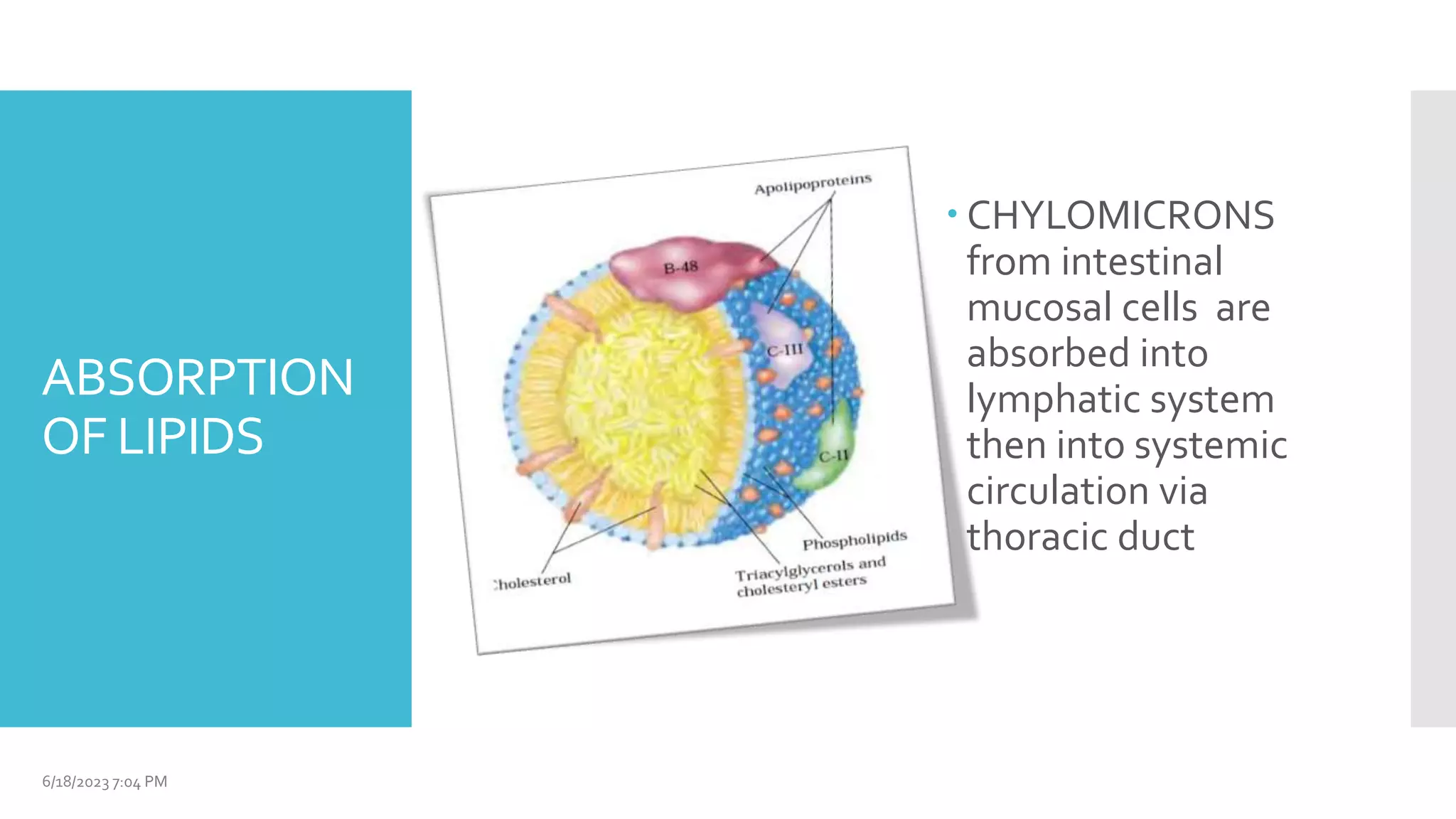 1 digestion absorption of lipid.pptx