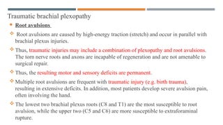 UL innervation and muscles : 1 Brachial Plexus.pptx
