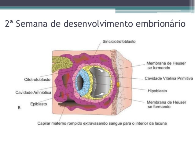 1 e 2 semana de desenvolvimento embrionário