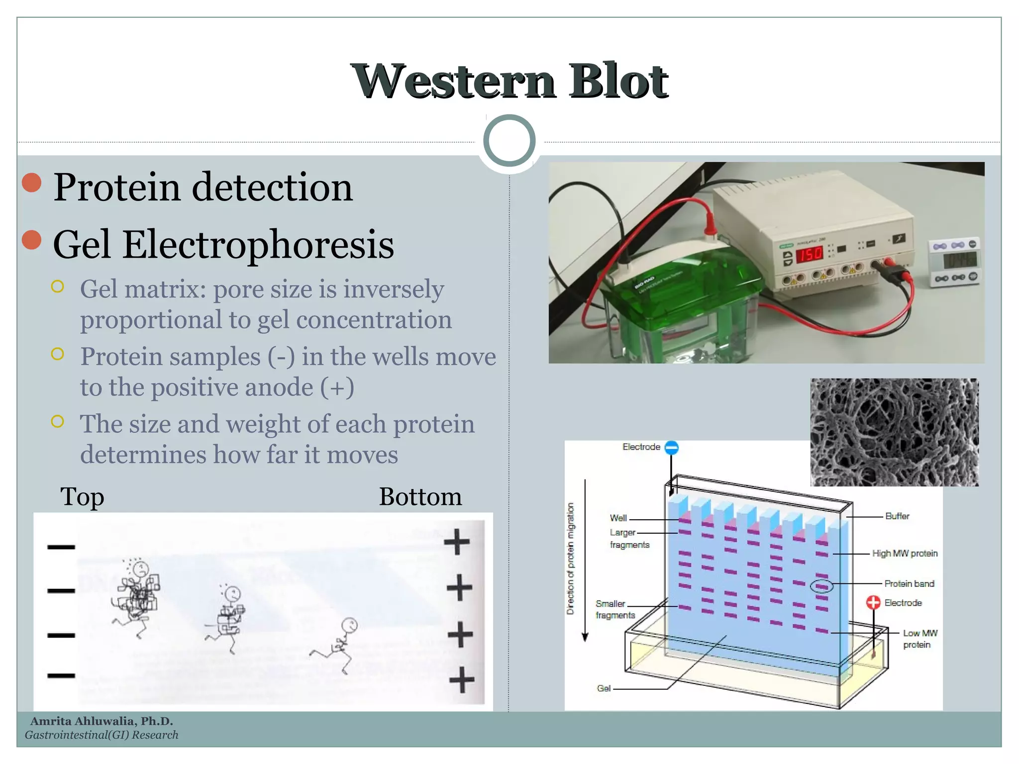 Western Blotting and BrdU Staining | PPT