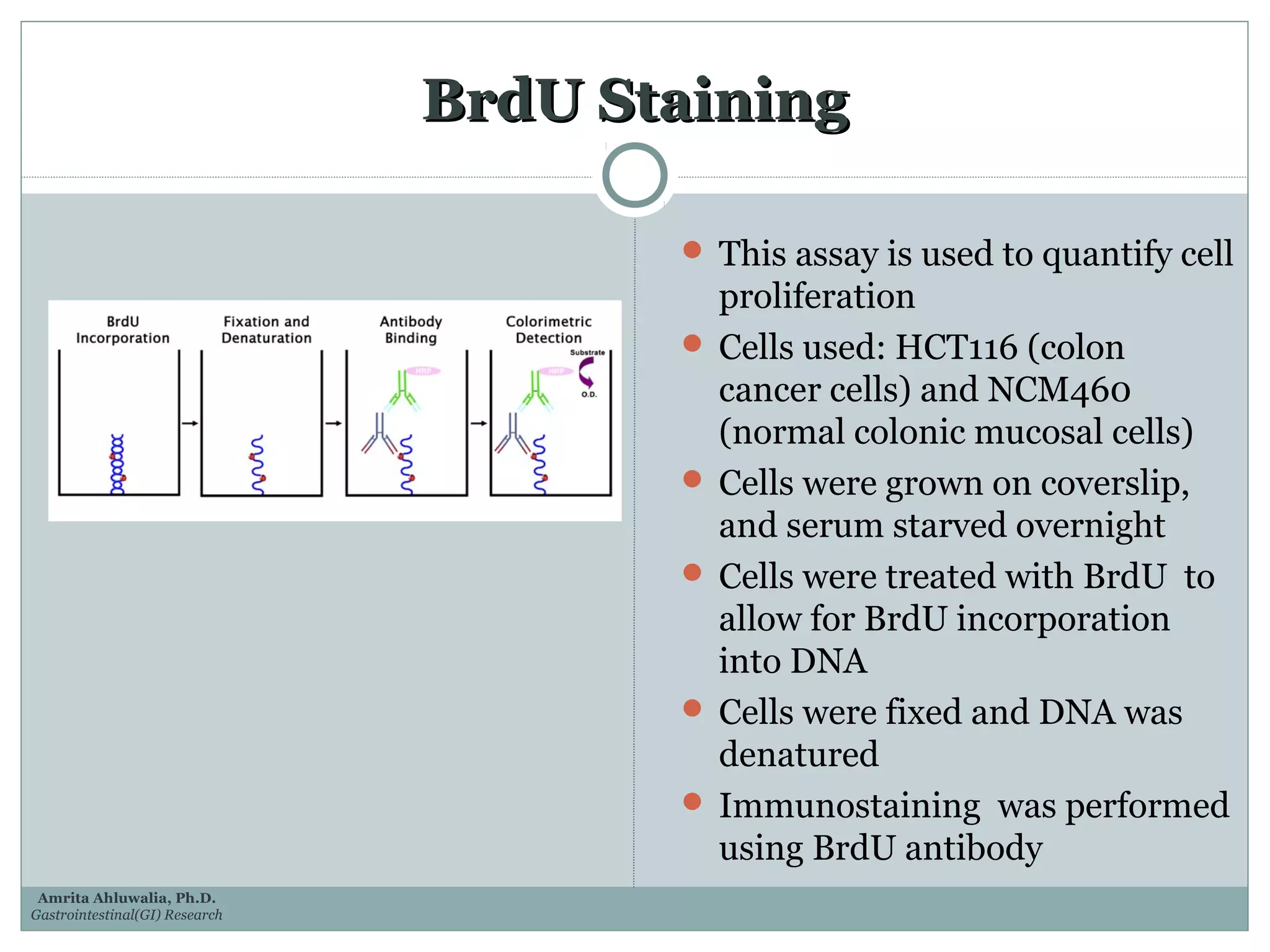 Western Blotting and BrdU Staining | PPT