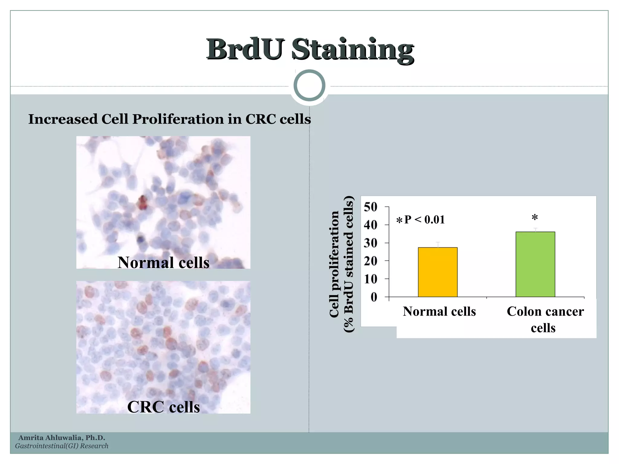 Western Blotting and BrdU Staining | PPT