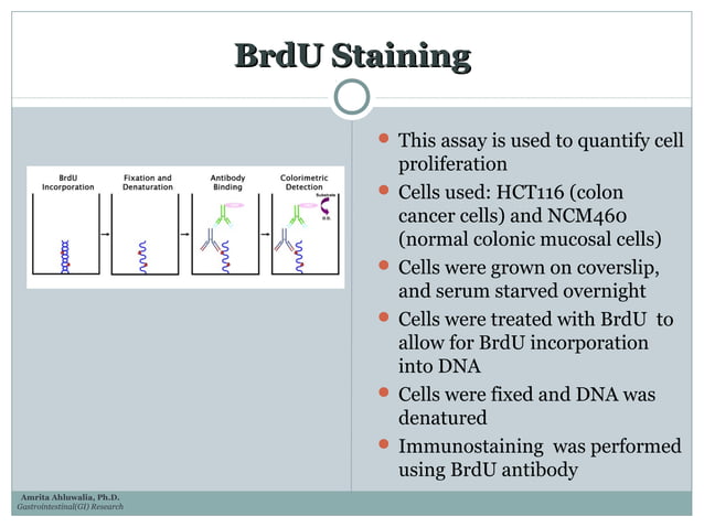 Western Blotting and BrdU Staining | PPT | Biological Sciences | Science