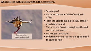 Ecological importance of vultures final | PPTX