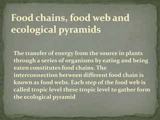 1 ecosys energy flow 2 pyramids | PPTX