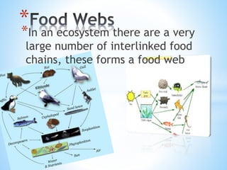 1 ecosys energy flow 2 pyramids | PPT