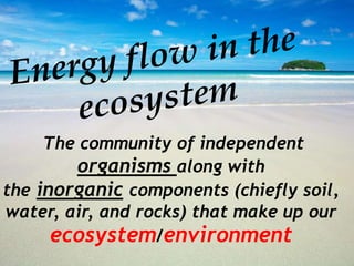 1 ecosys energy flow 2 pyramids | PPT