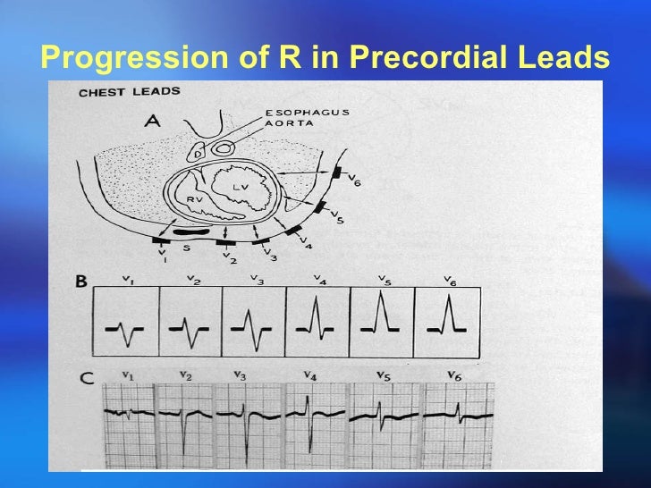 Cardiovascular System