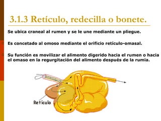 1 El Aparato Digestivo De Los Rumiantes | PPT