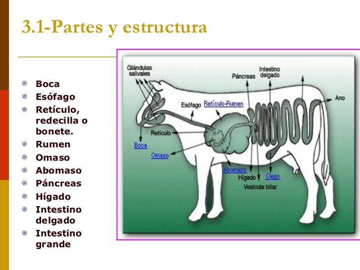1 El Aparato Digestivo De Los Rumiantes