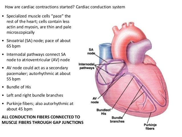 Cardiovascular & Respiratory system - Revision Cards in University Nursing